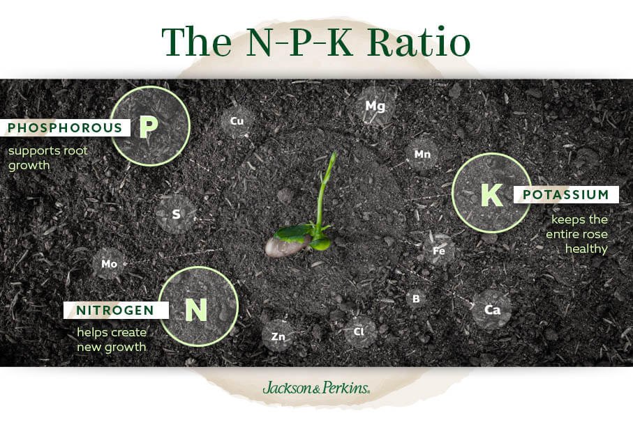 When To Fertilize Roses Your Guide To Rose Fertilization Timing And When To Fertilize Roses Your Guide To Rose Fertilization Timing And